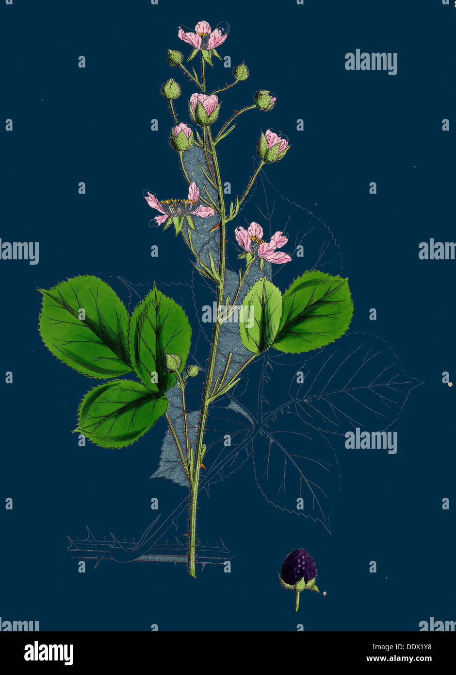 Cuspidate hi-res stock photography and images - Alamy