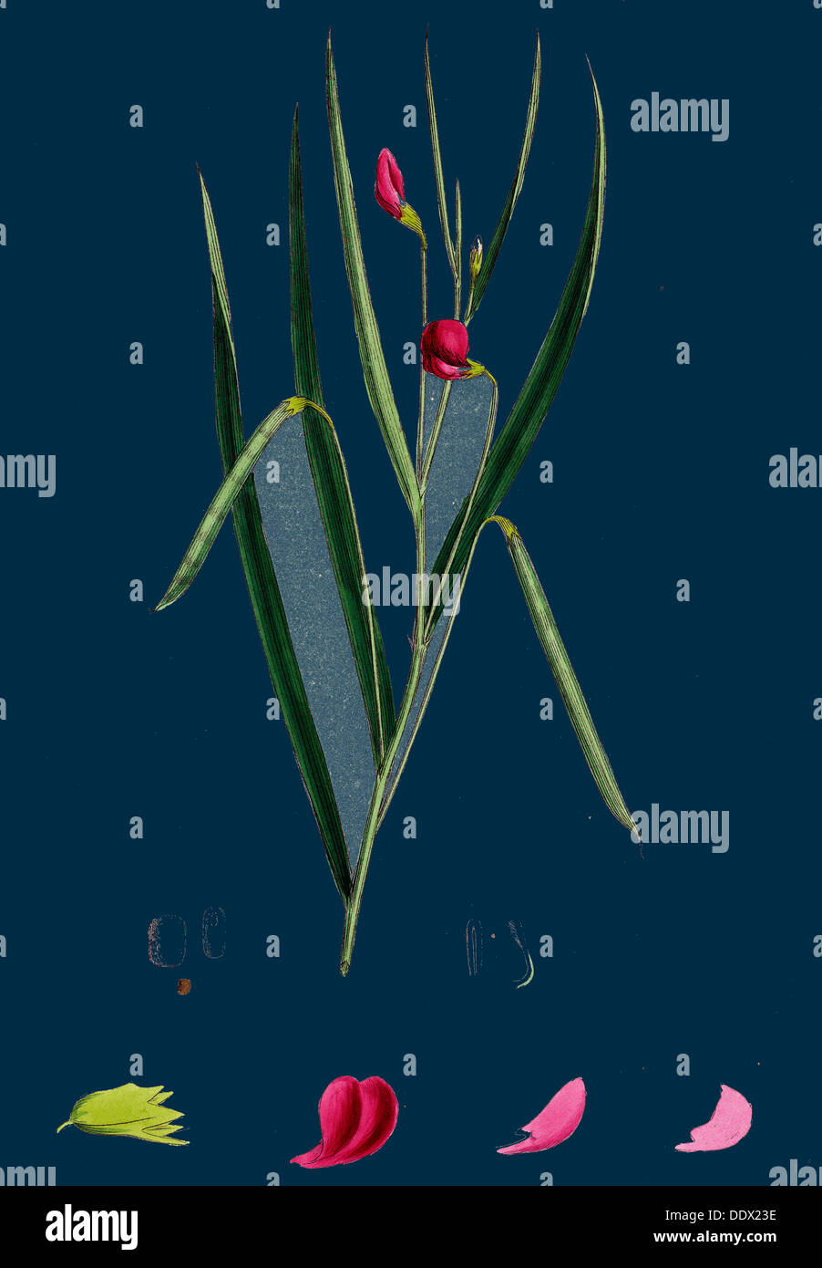 Lathyrus Nissolia; Grass-leaved Vetchling Stock Photo - Alamy