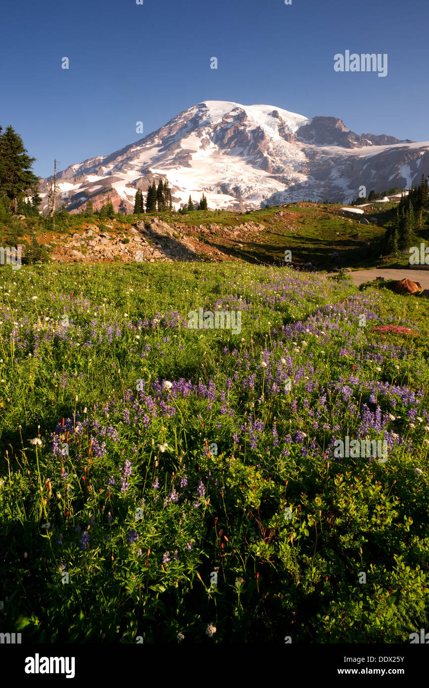 Wildflowers and Washington States Highest Peak Stock Photo - Alamy Wildflowers and Washington States Highest Peak Stock Photo - Alamy