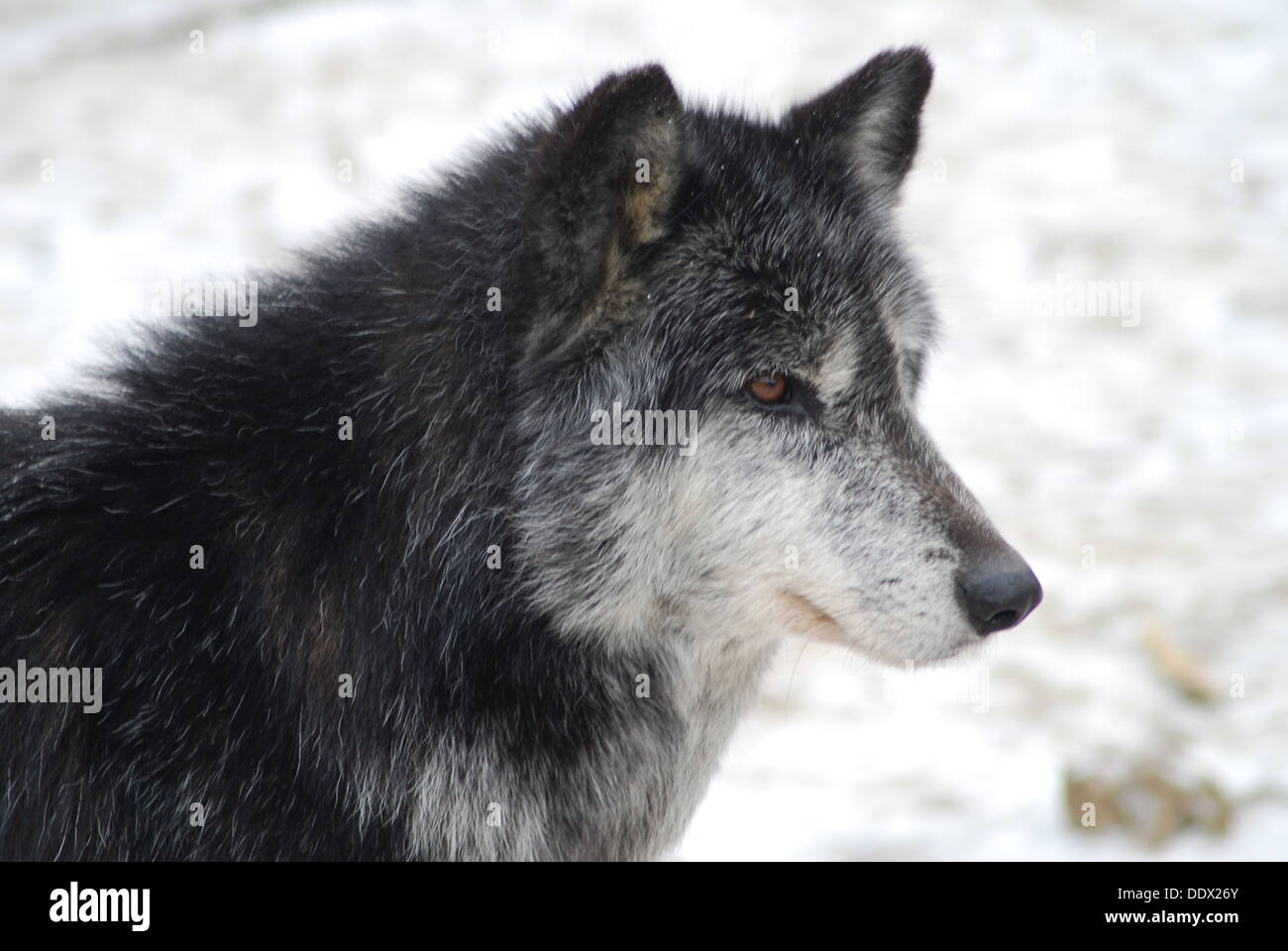 Head shot of Grey wolf in winter Stock Photo - Alamy