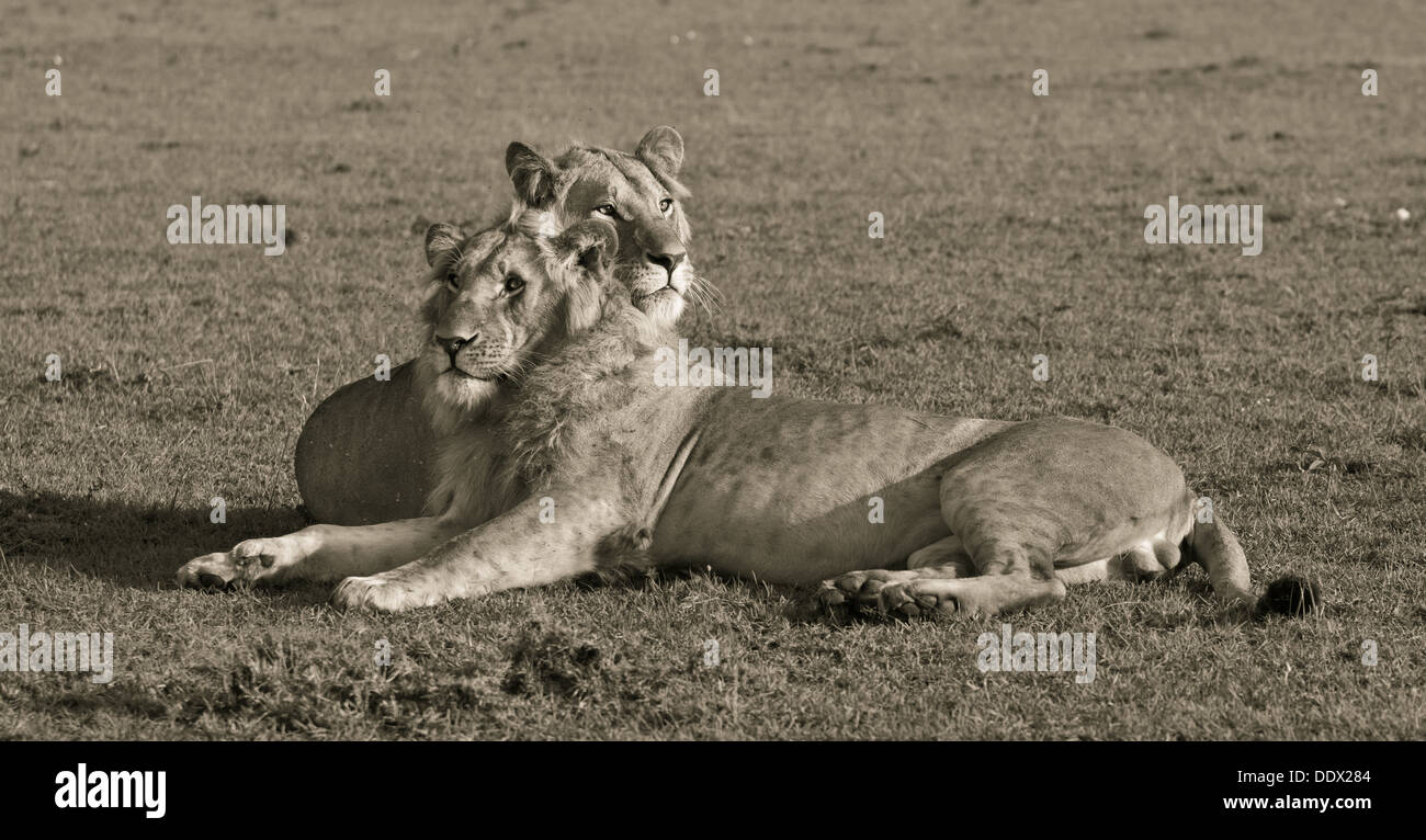 Two male lions side by side hi-res stock photography and images - Alamy