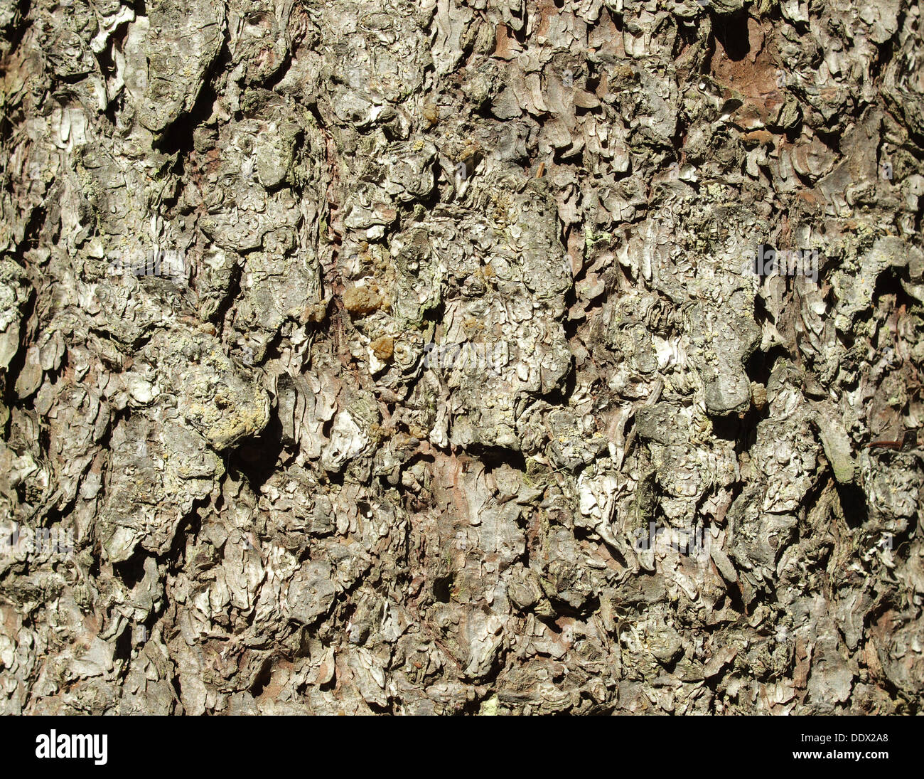 Bark of a fur-tree in a wood. A background Stock Photo - Alamy