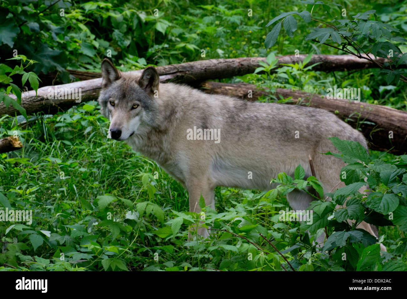 A lone Timber Wolf Stock Photo - Alamy