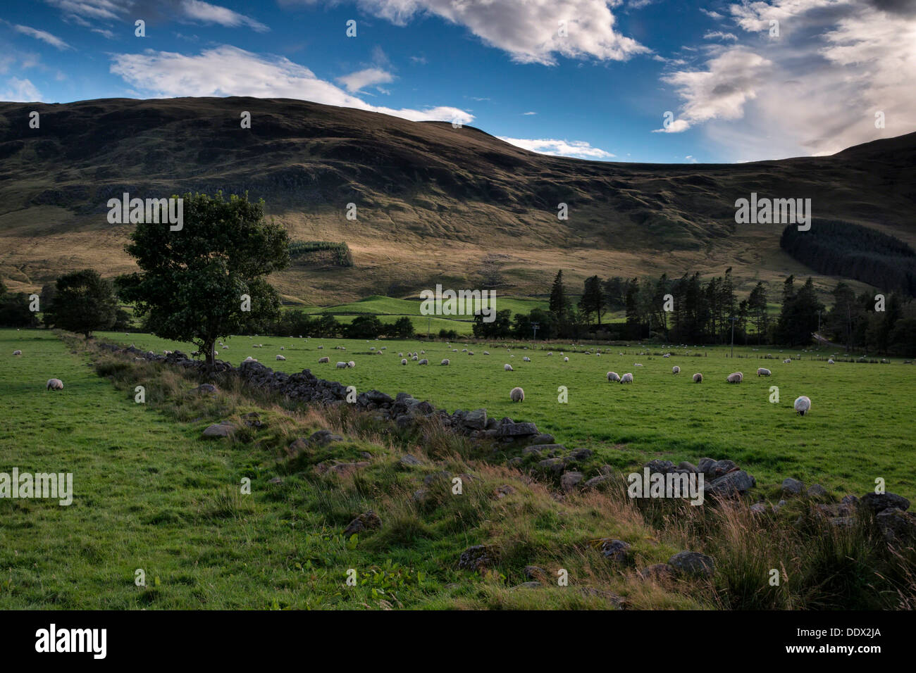 Glen Clova rural scene with sheep grazing, Angus, Scotland Stock Photo ...