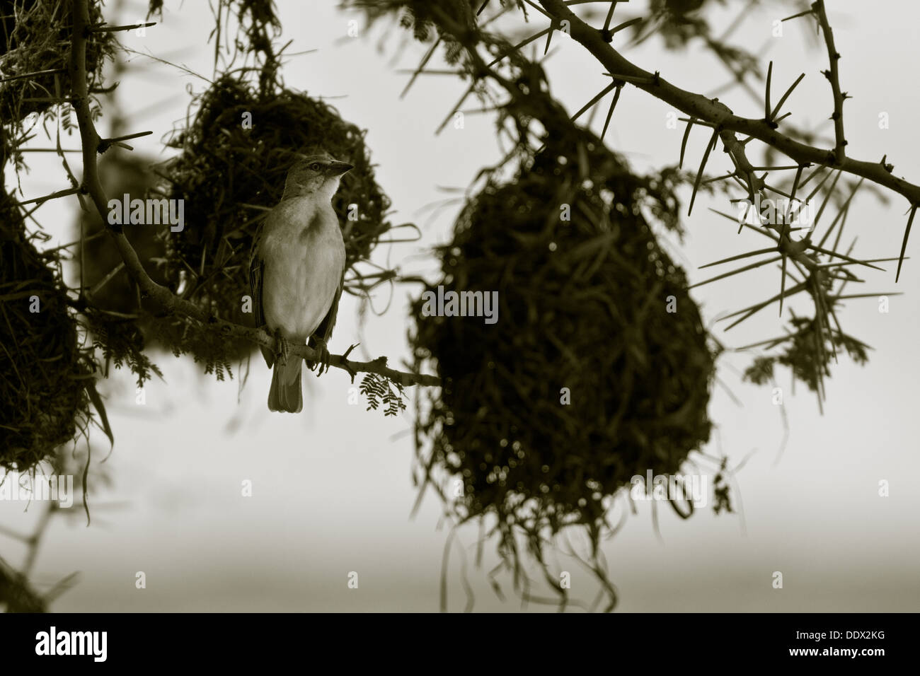 African golden weaver hi-res stock photography and images - Alamy