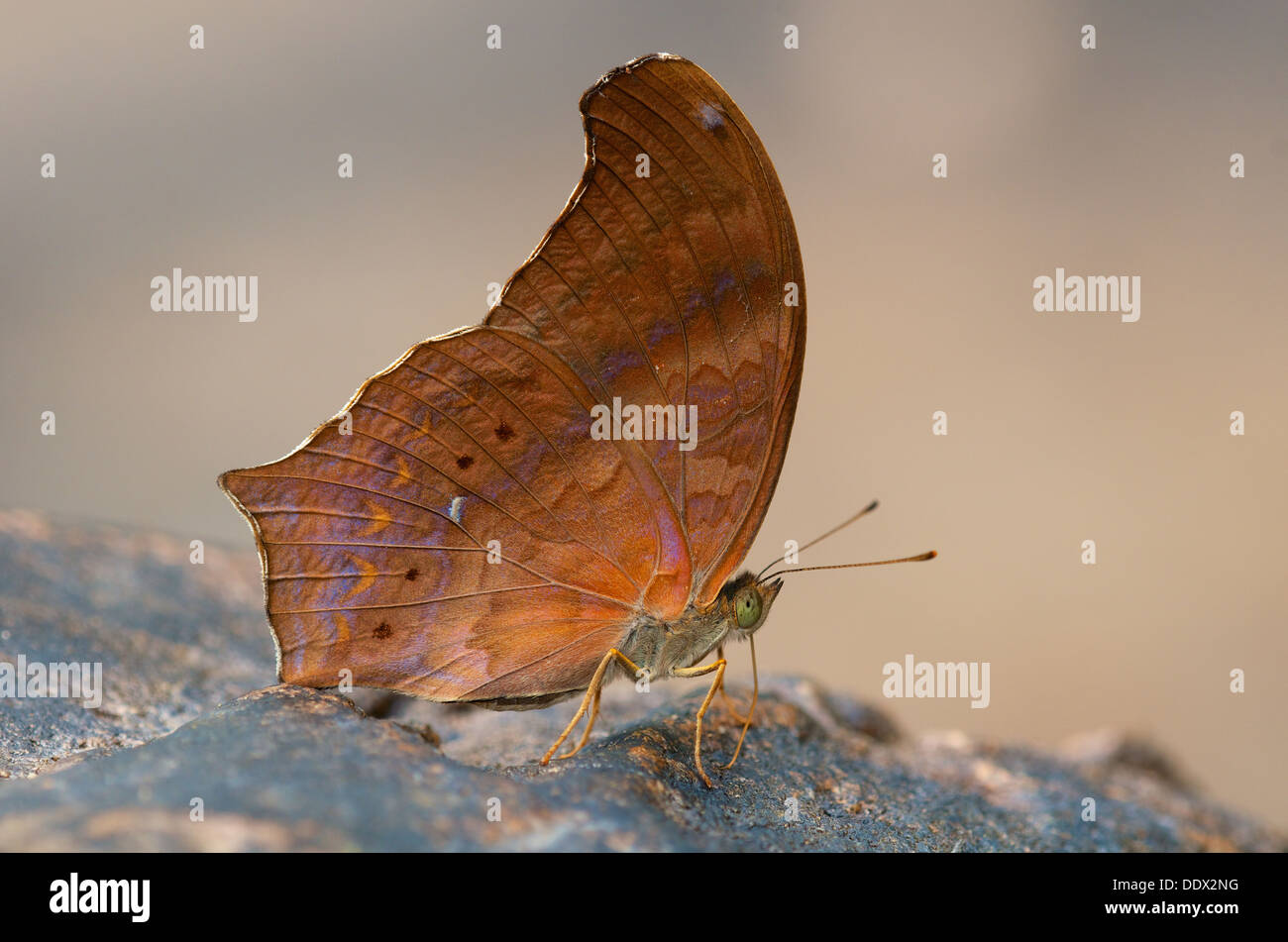 Terinos hi-res stock photography and images - Alamy