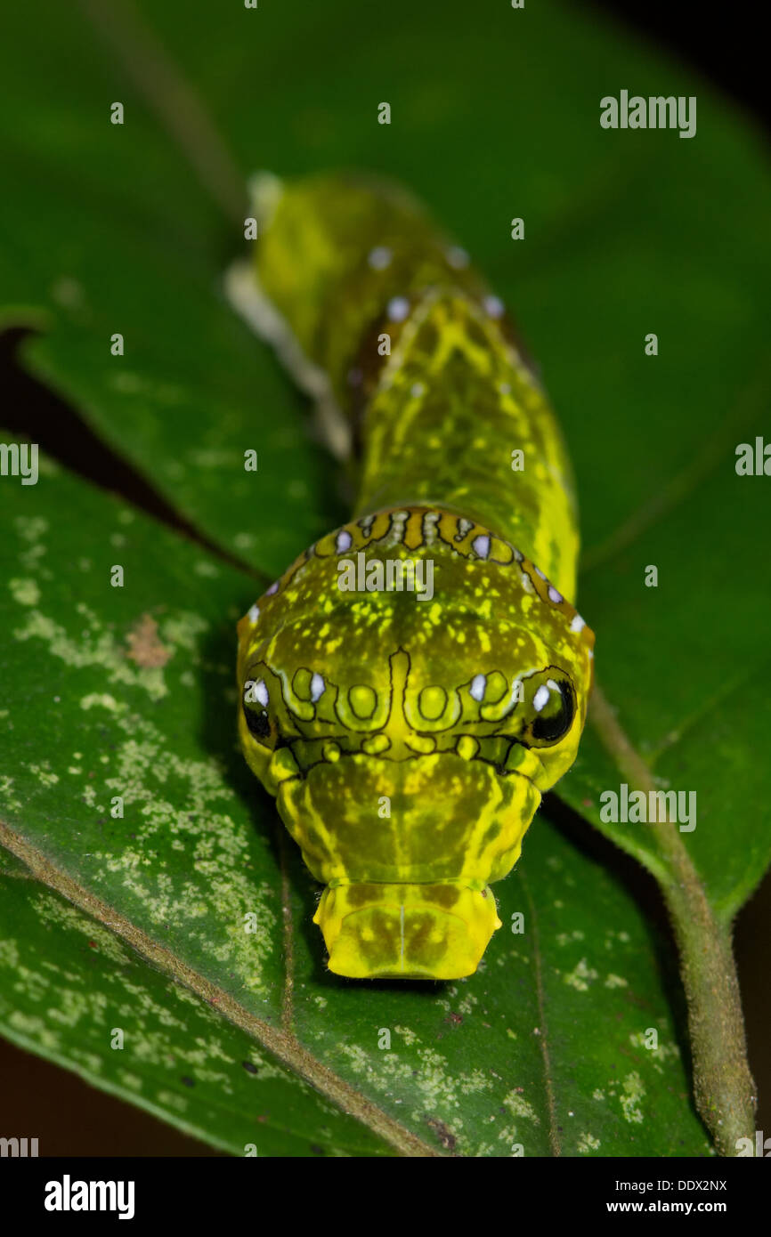 Snake Mimic High Resolution Stock Photography and Images - Alamy
