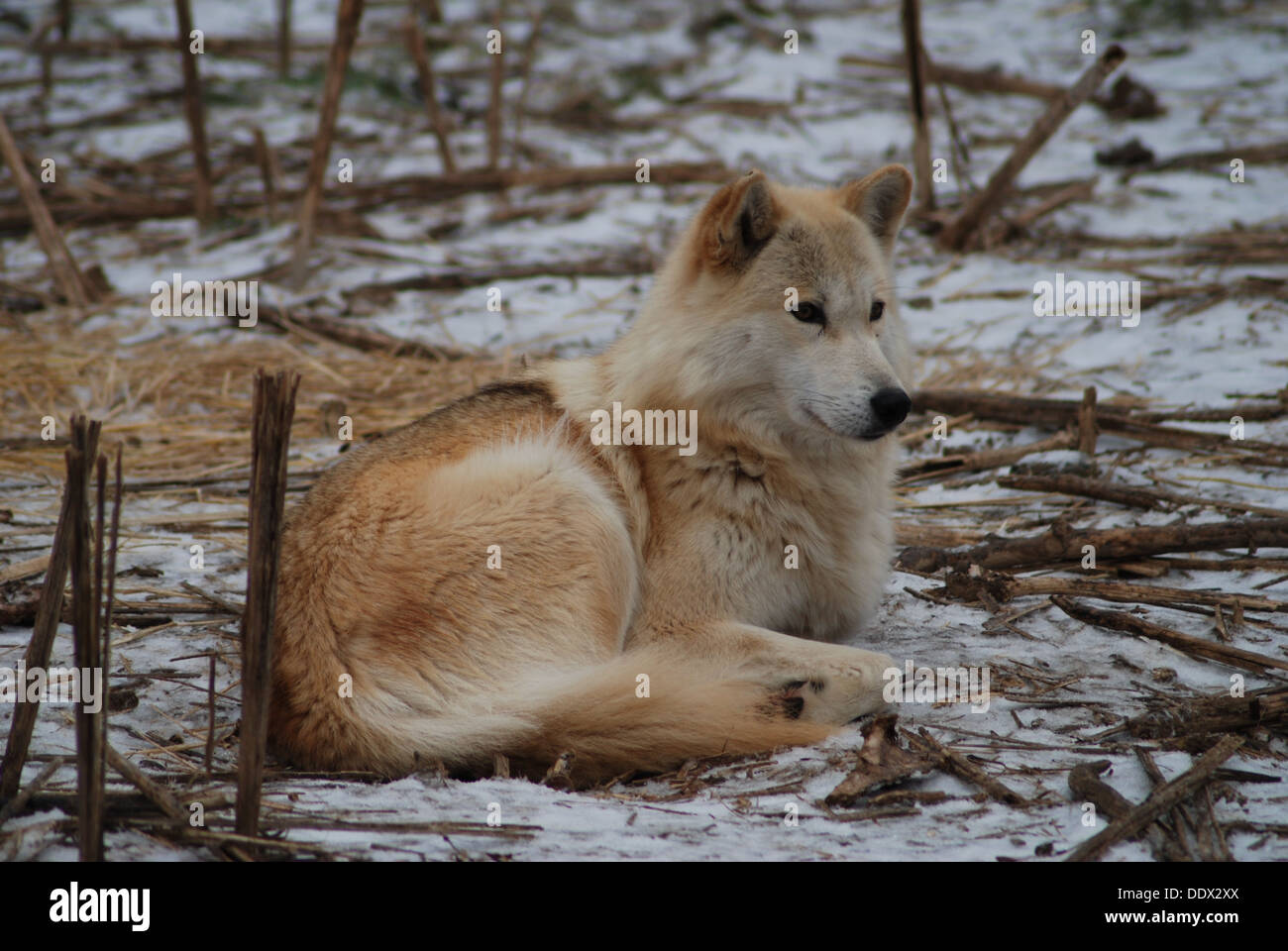 White wolf in winter Stock Photo - Alamy