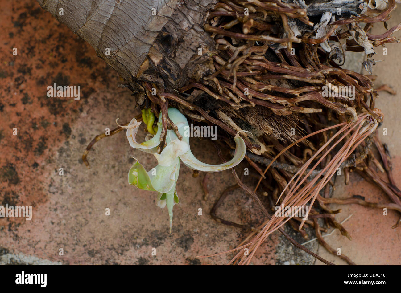 Desert Plant Roots High Resolution Stock Photography and Images - Alamy