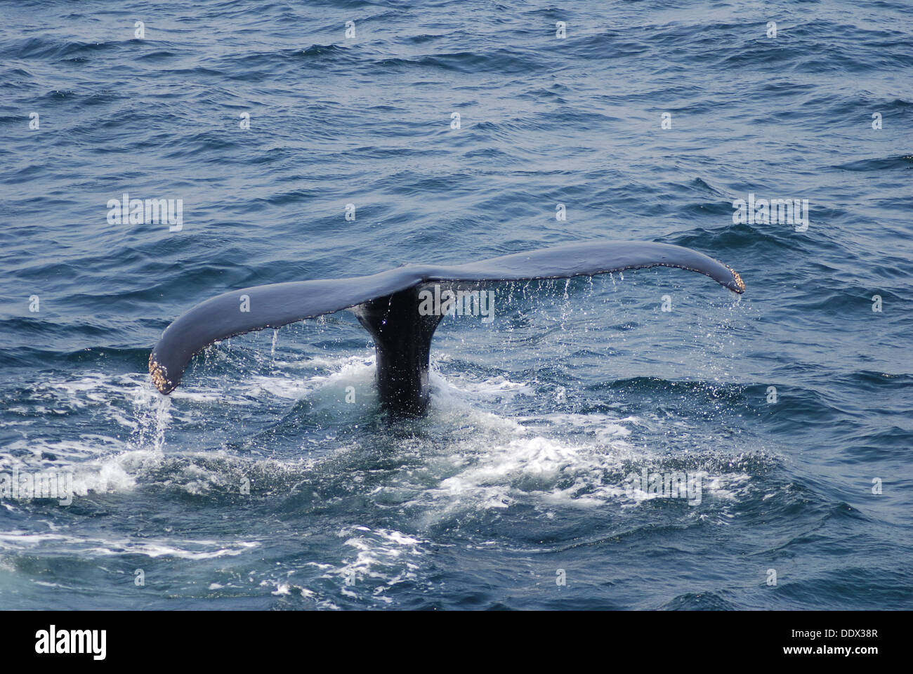 Endangered right whales hi-res stock photography and images - Alamy