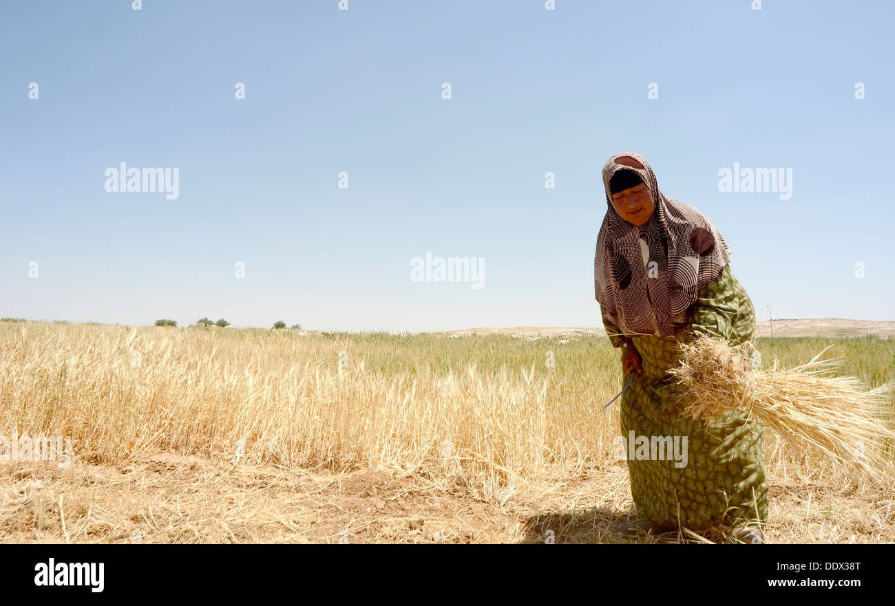 Manual wheat harvesting with a sickle Stock Photo - Alamy