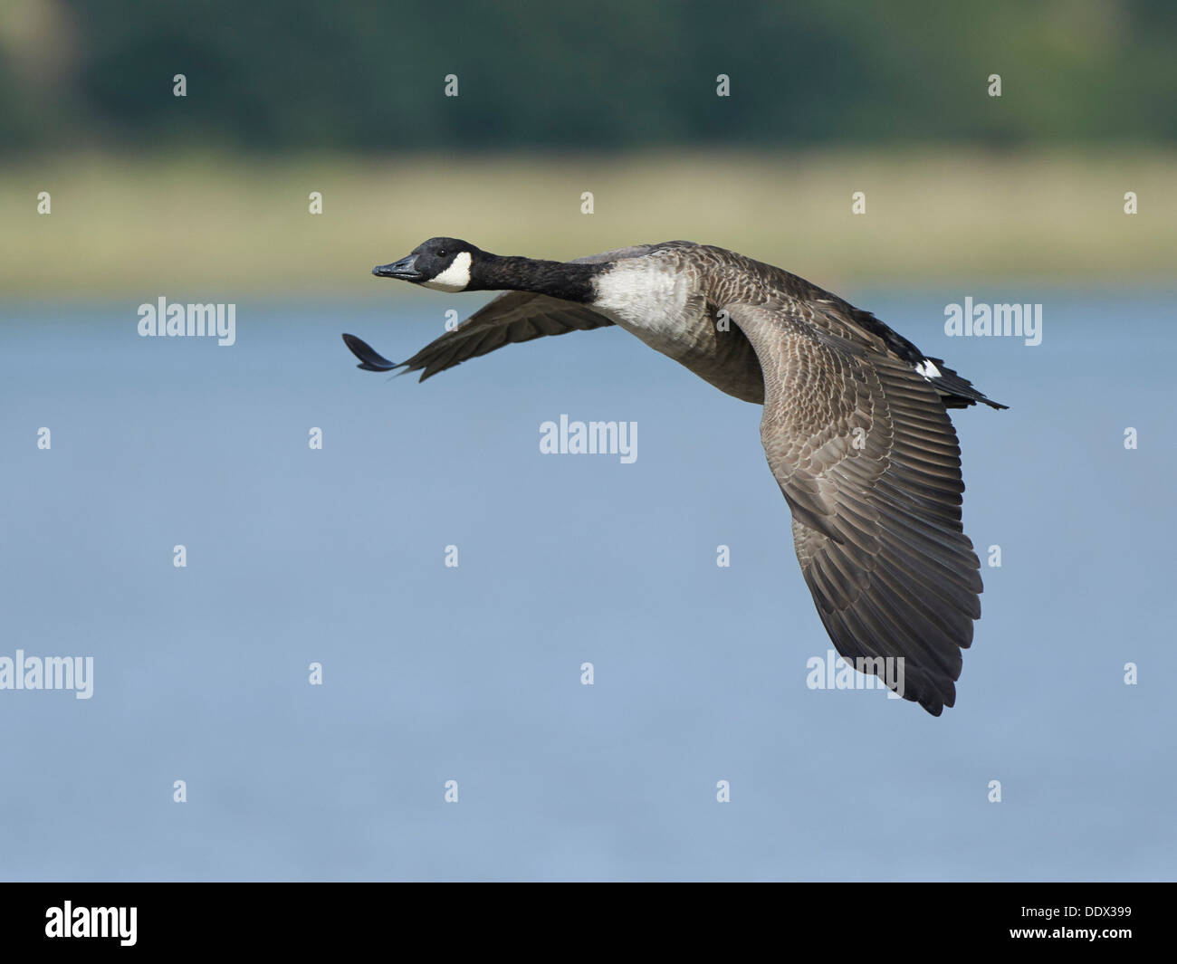 Goose in flight hi-res stock photography and images - Alamy