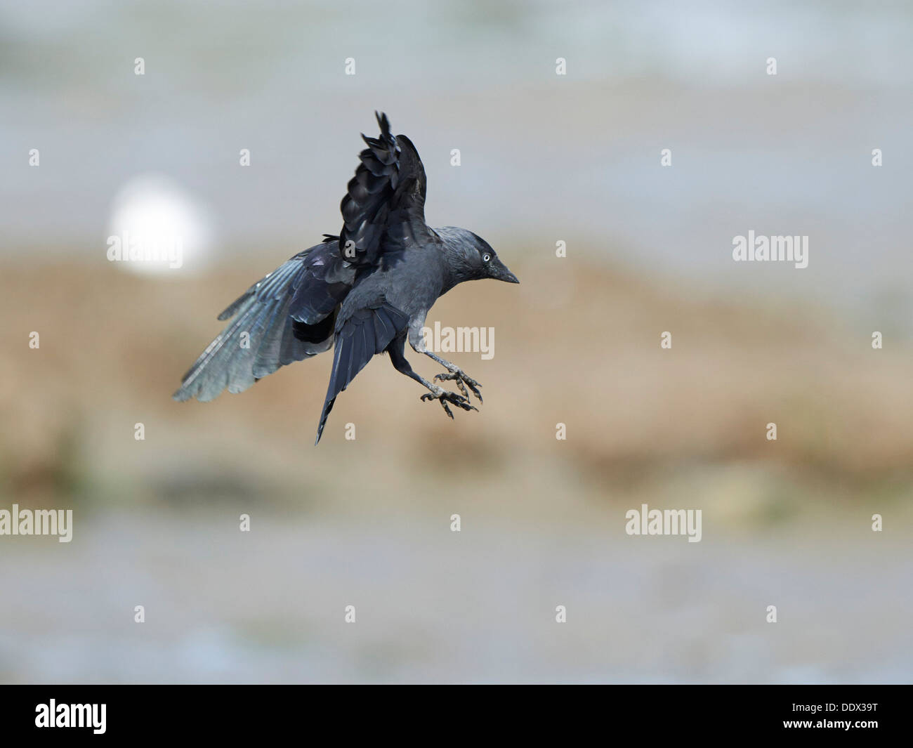 Jackdaw in flight Stock Photo - Alamy