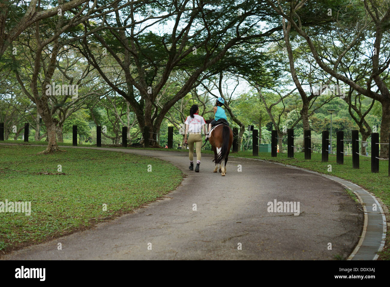Easy riding horse hi-res stock photography and images - Alamy