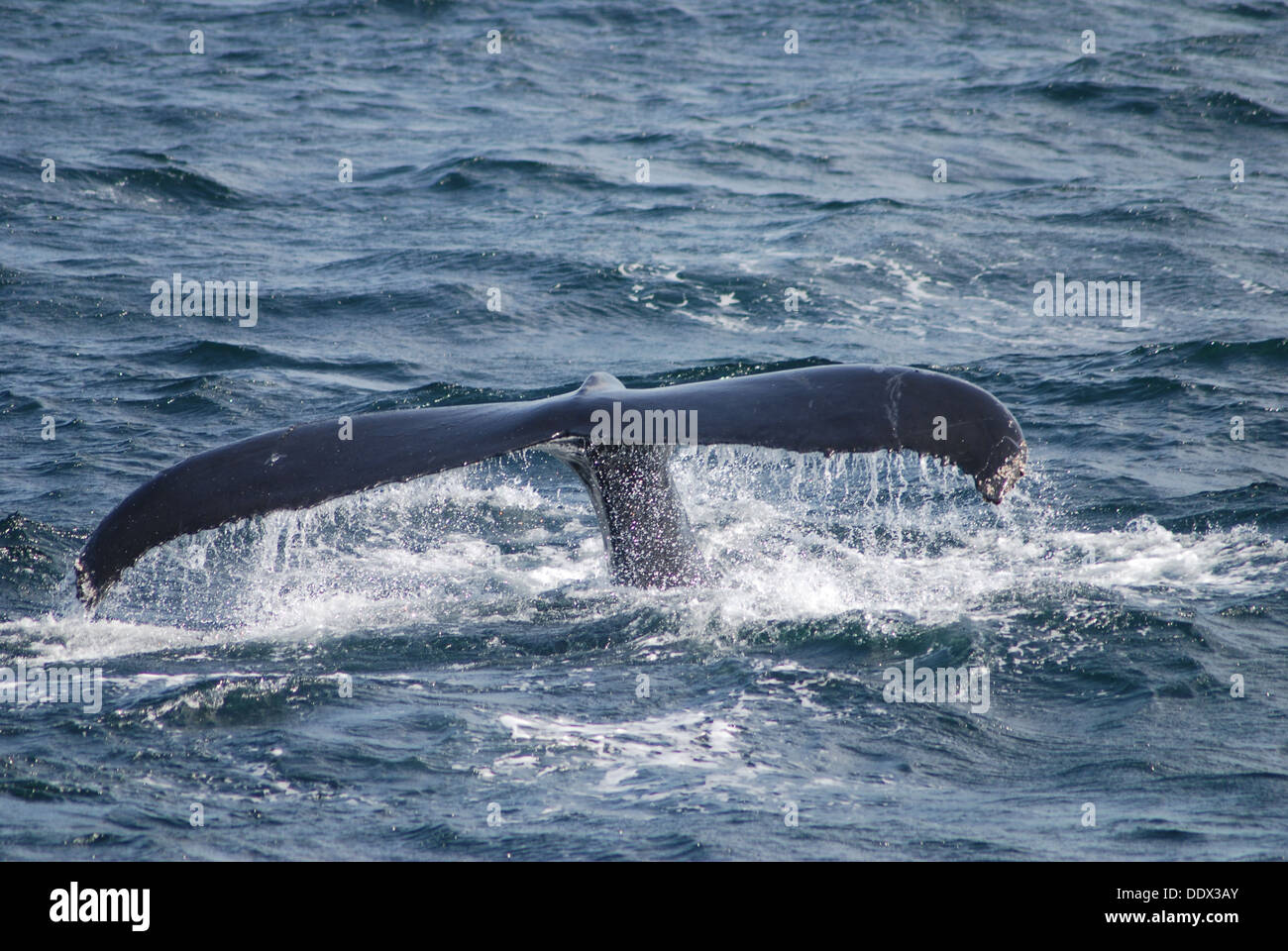 Fluke power hi-res stock photography and images - Alamy