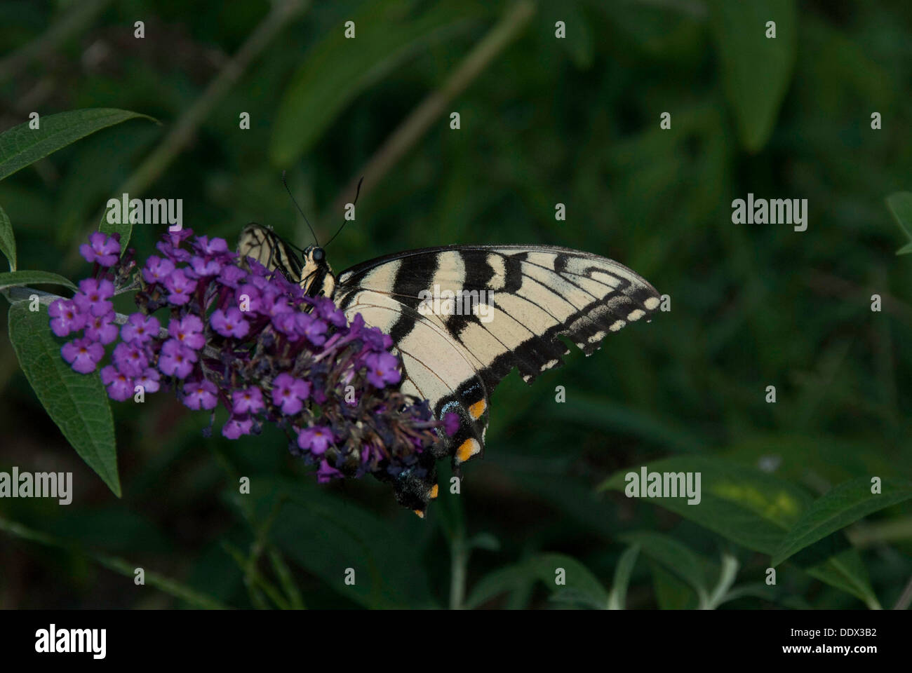 A butterfly under a flower of a butterfly bush Stock Photo - Alamy