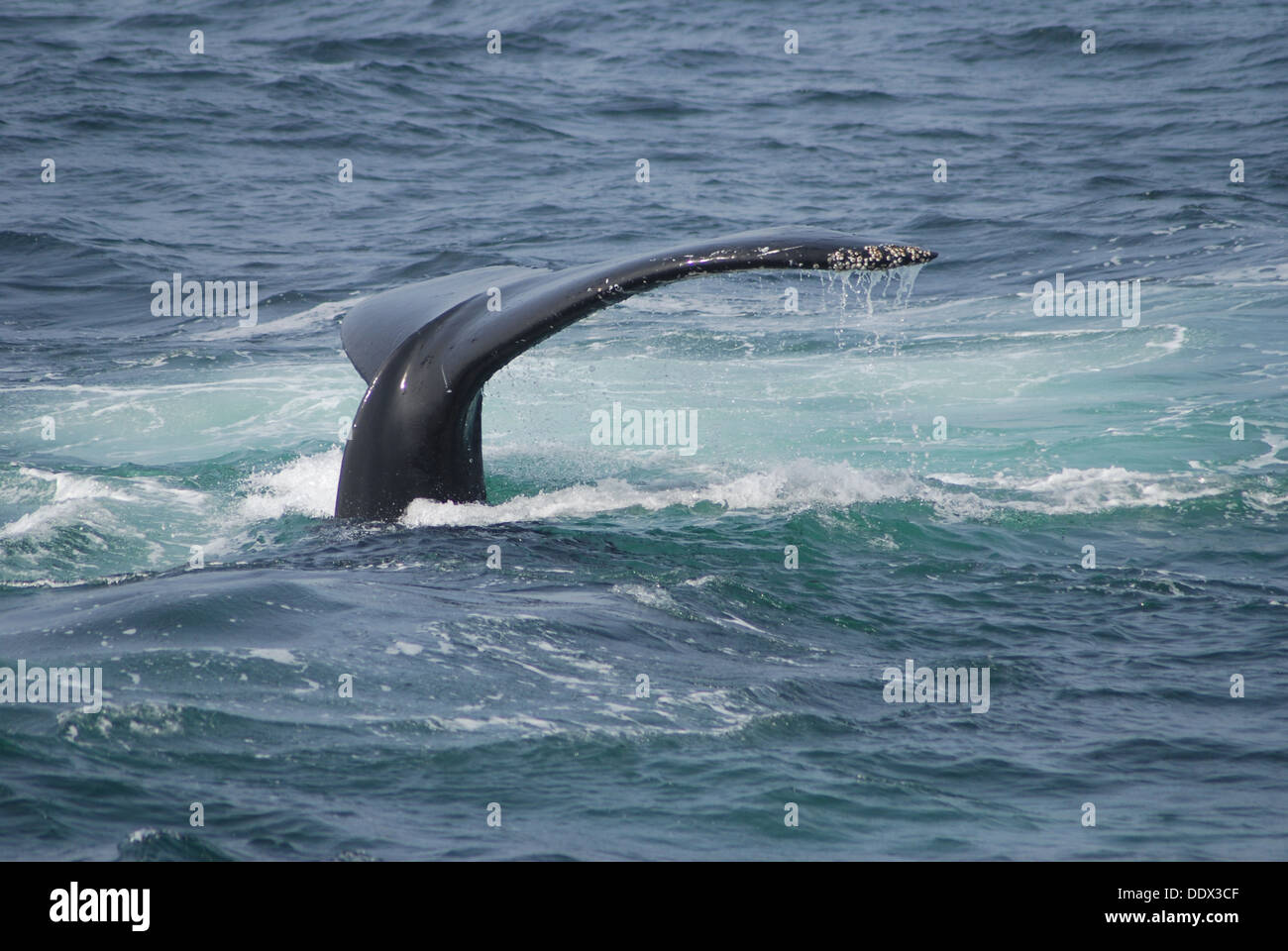 Whale tale hi-res stock photography and images - Alamy