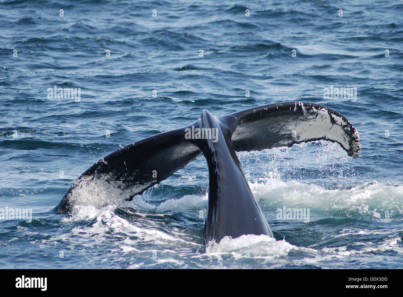 Humpback whales migration hi-res stock photography and images - Alamy