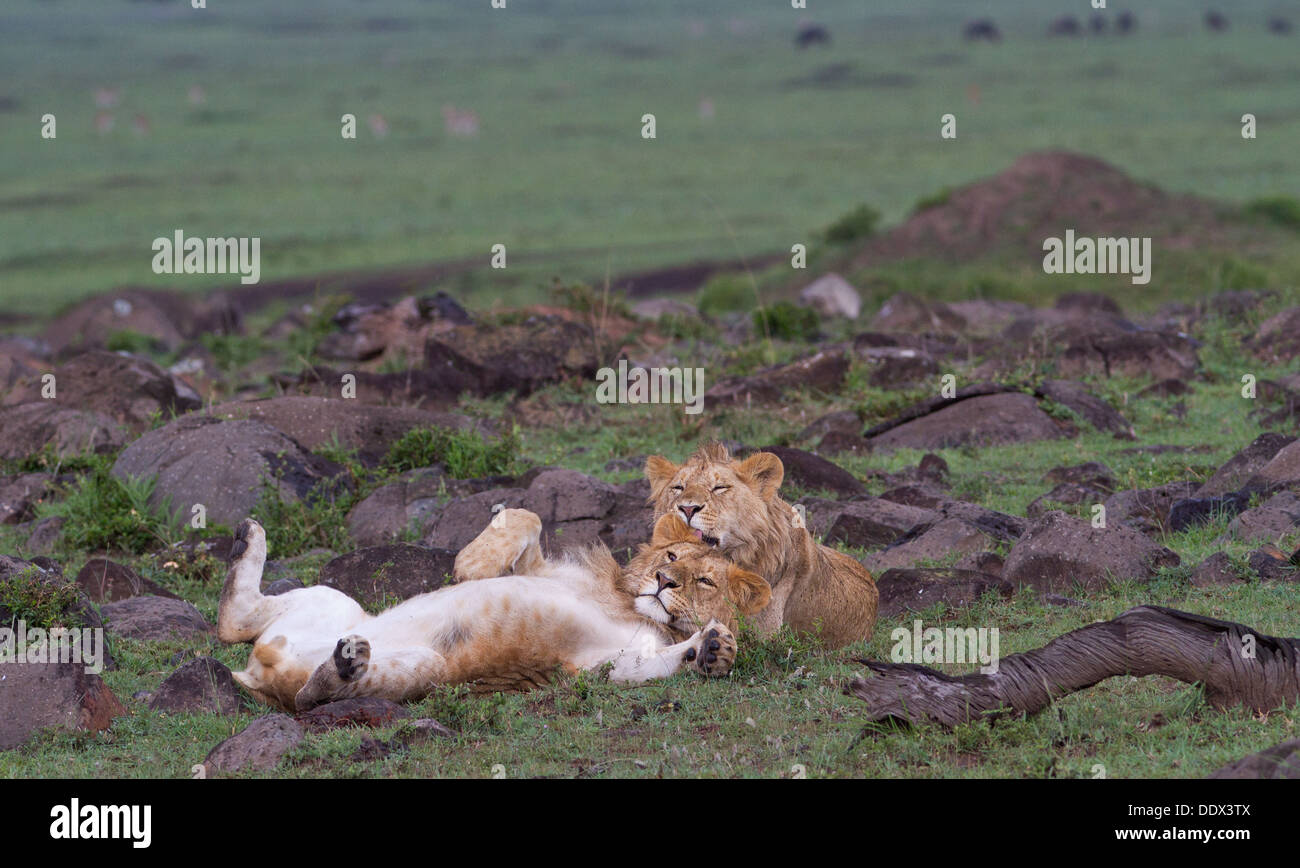 Male lion rolling on back hi-res stock photography and images - Alamy