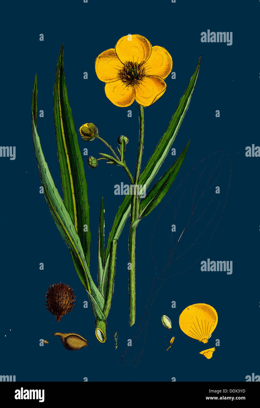 Ranunculus Lingua; Greater Spearwort Stock Photo - Alamy