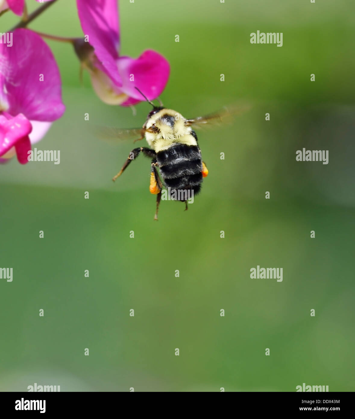 Bumble Bee Flying To A Flower Stock Photo - Alamy