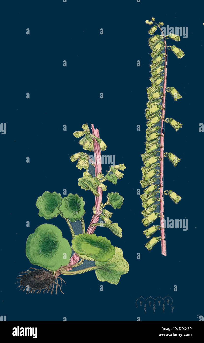Cotyledon Umbilicus; Common Navel-wort Stock Photo - Alamy