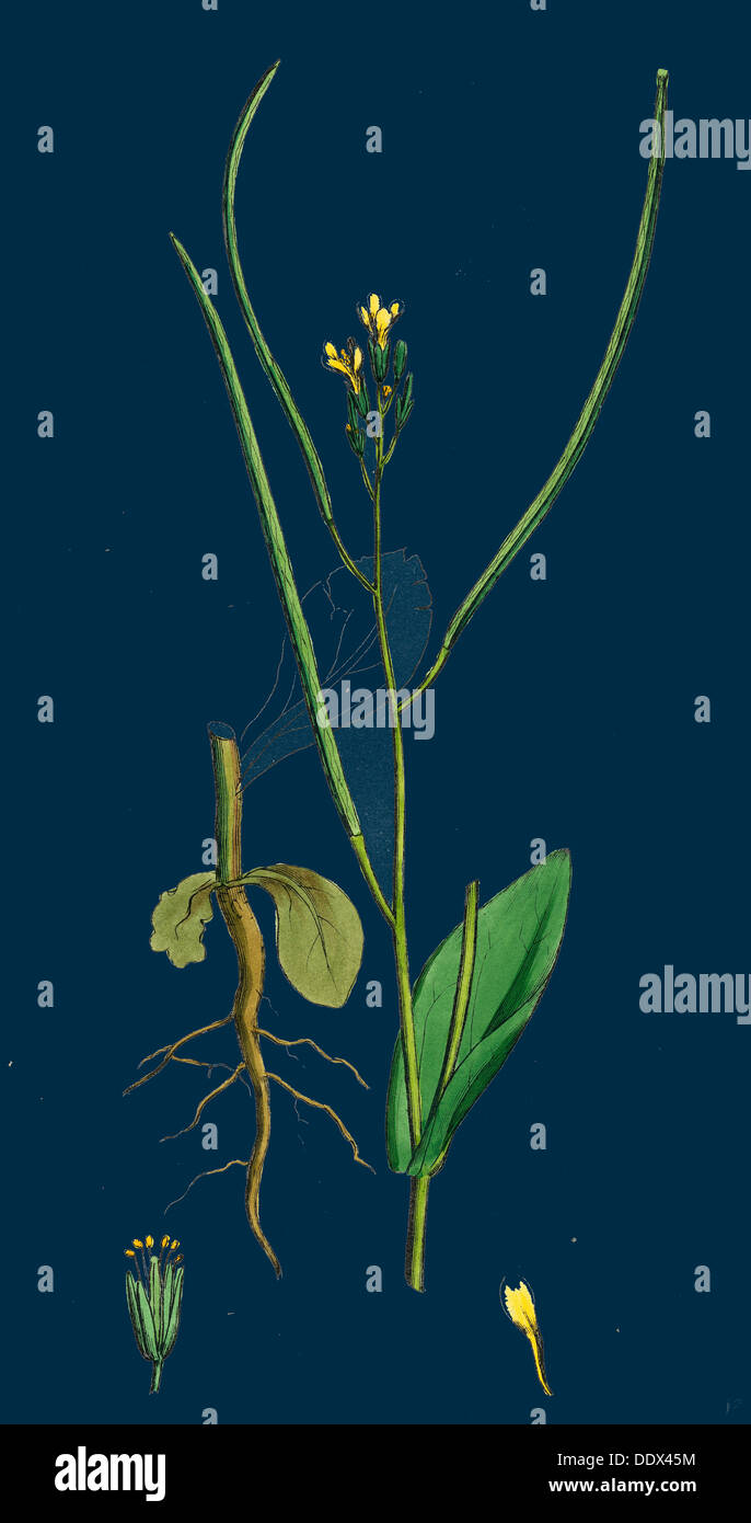 Erysimum orientale; Hare's-ear Cabbage Stock Photo - Alamy