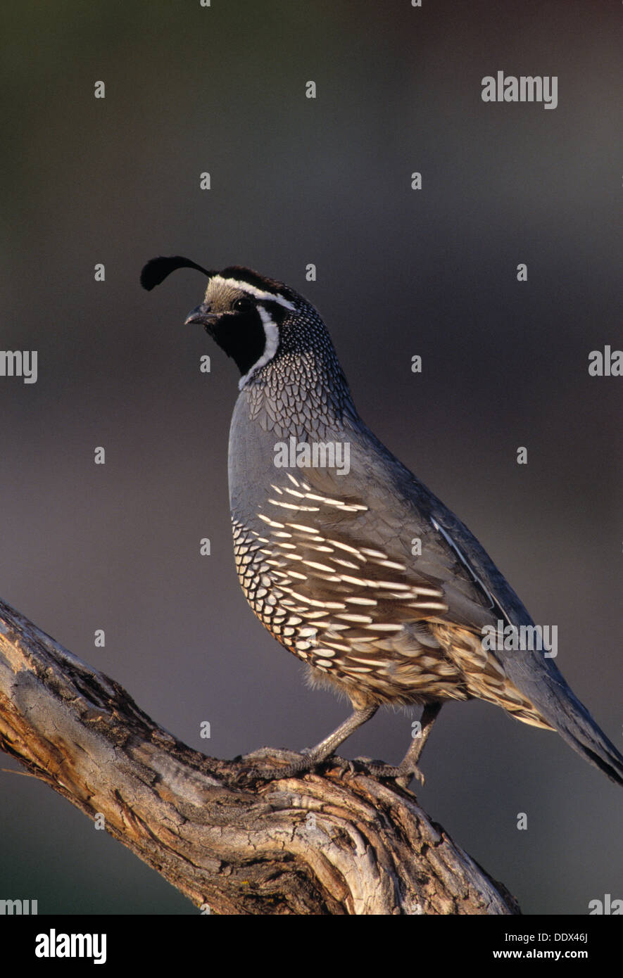 Quail species hi-res stock photography and images - Alamy