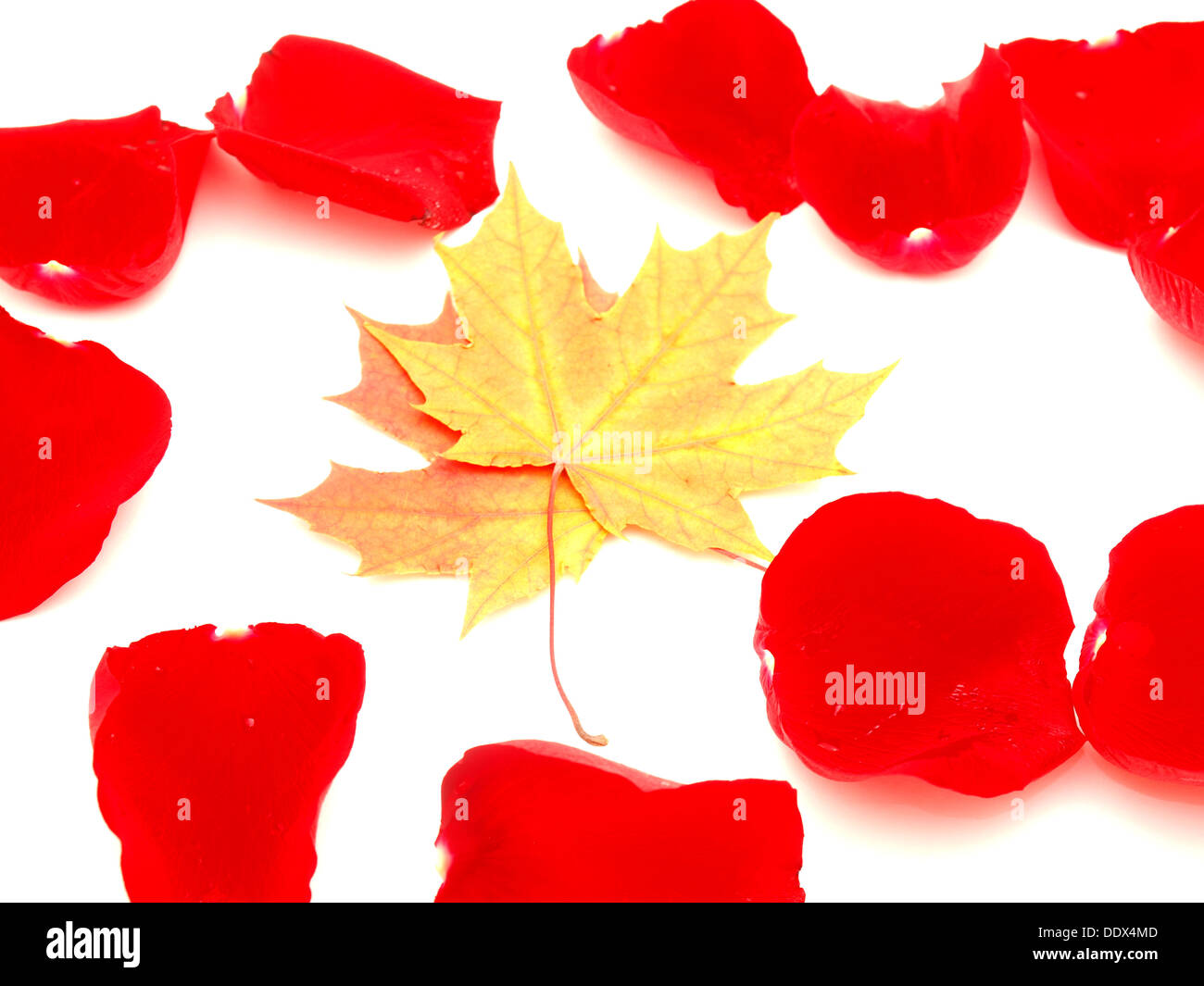 Maple leaf in rose-petals on a white background Stock Photo - Alamy