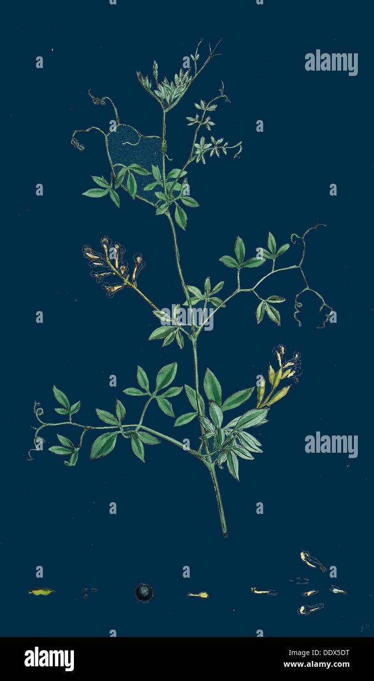 Corydalis claviculata; White climbing Fumitory Stock Photo - Alamy