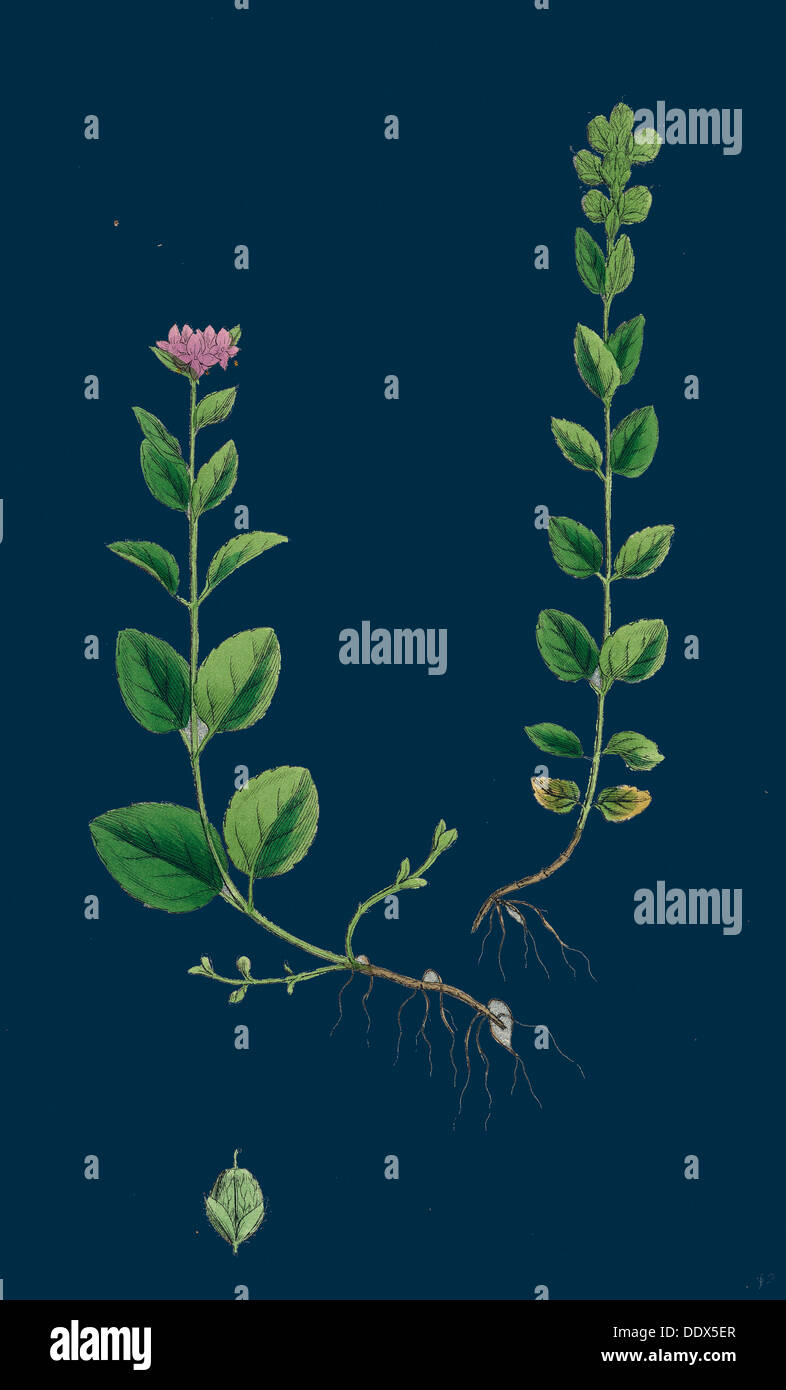 Veronica alpina; Erect Alpine Speedwell Stock Photo - Alamy