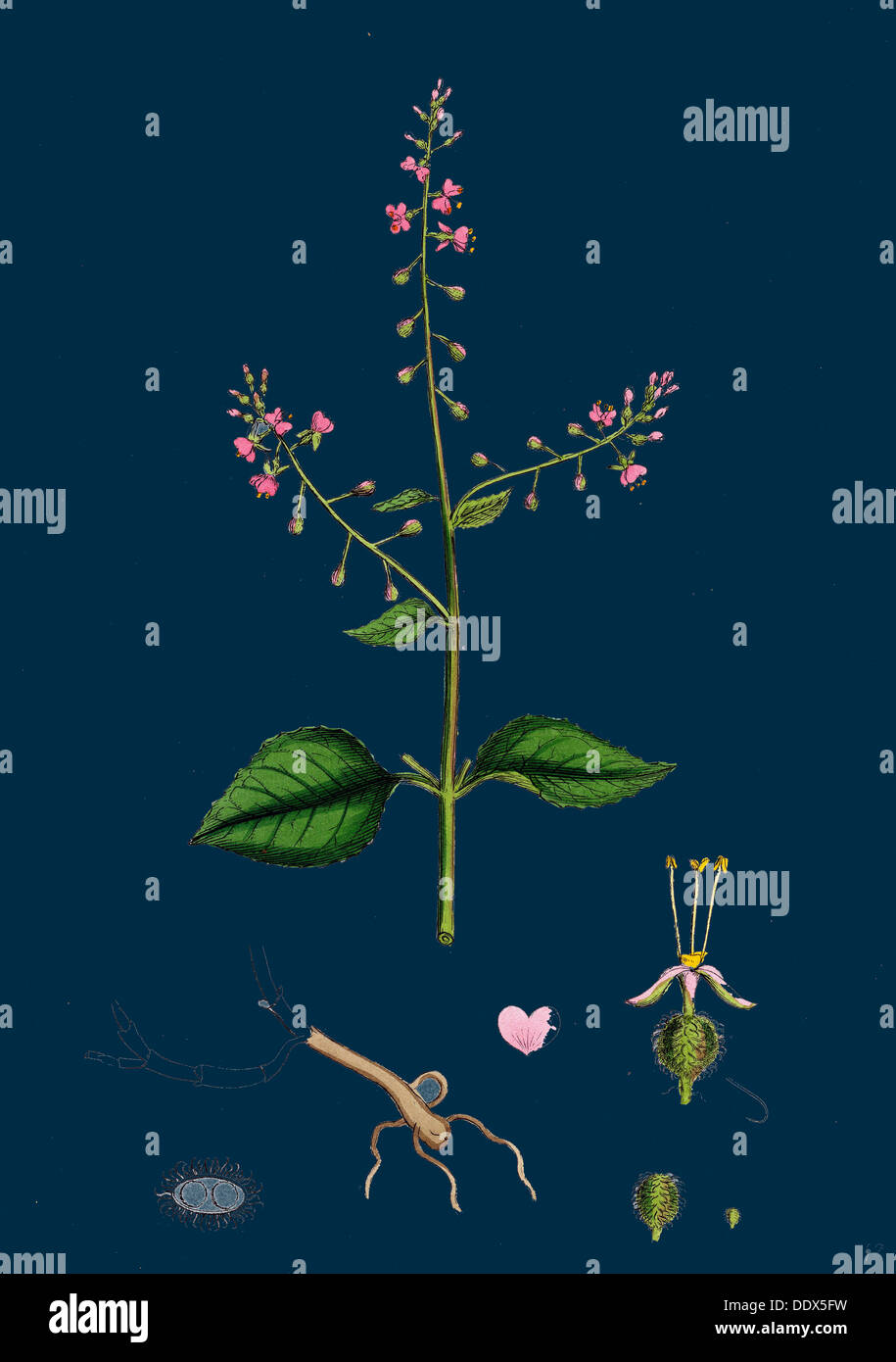 Circaea lutetiana botanical illustration hi-res stock photography and ...