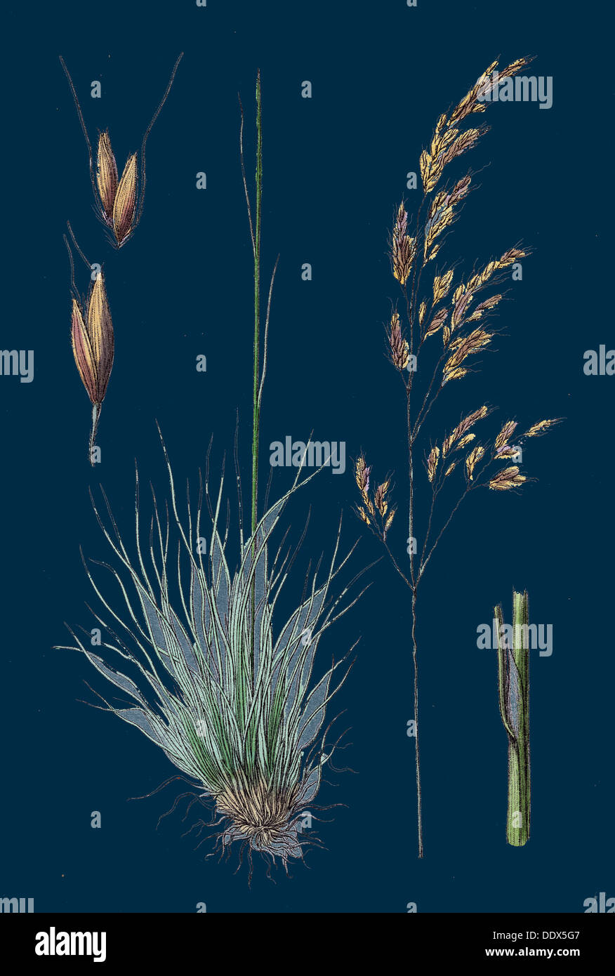 Bog hair grass hi-res stock photography and images - Alamy