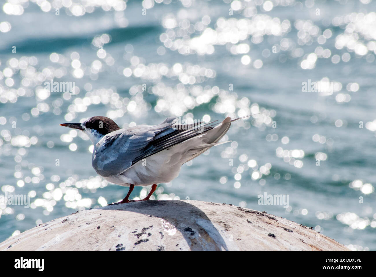 Mooring buoy hi-res stock photography and images - Alamy