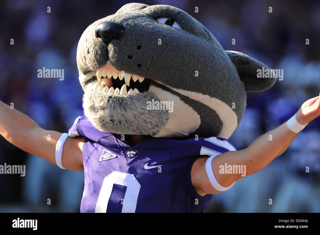 Willie wildcat hi-res stock photography and images - Alamy
