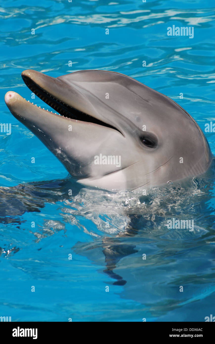 Dolphin smiling in water Stock Photo - Alamy