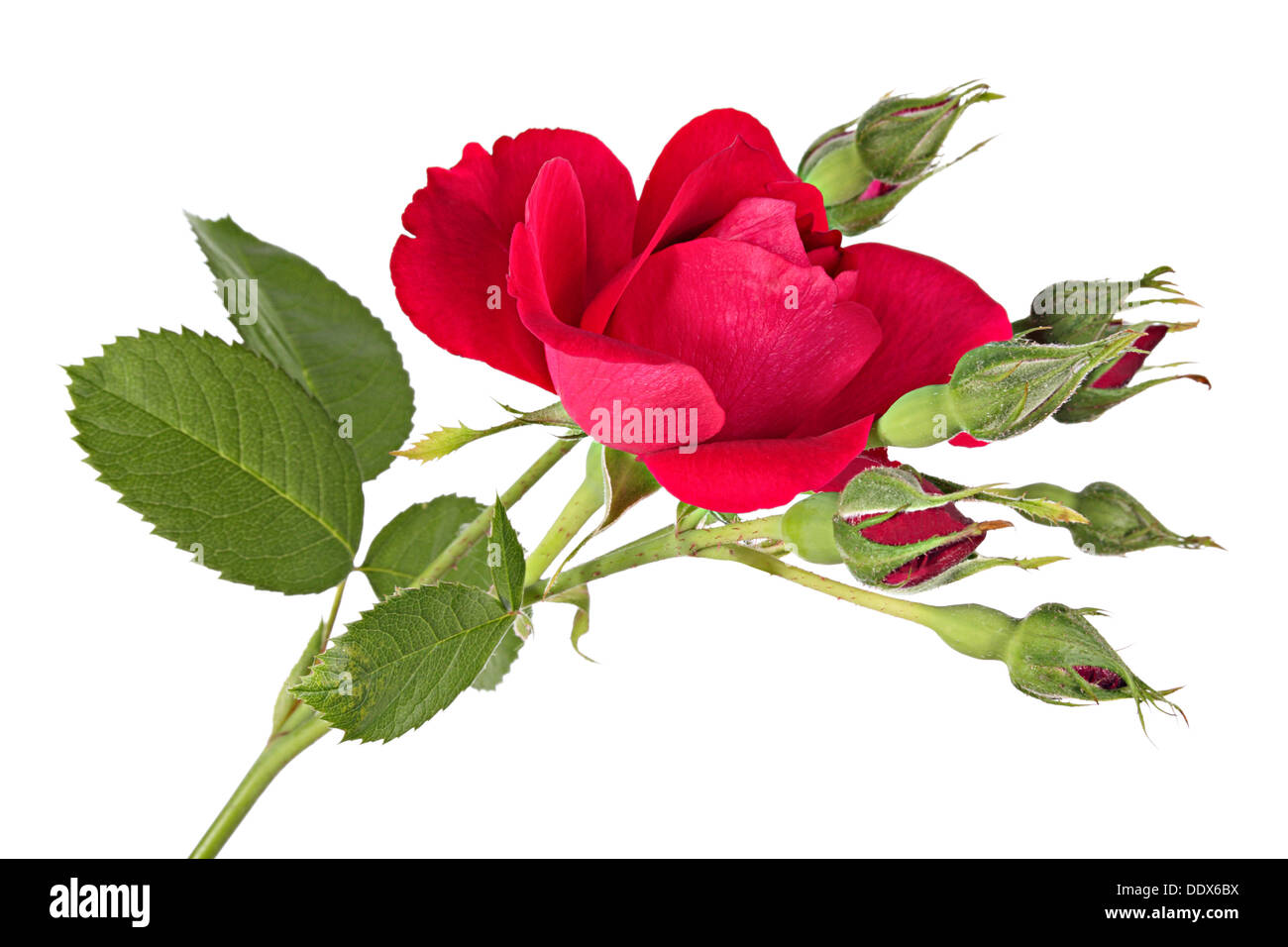 Flowers. Climbing rose isolated on a white background Stock Photo - Alamy