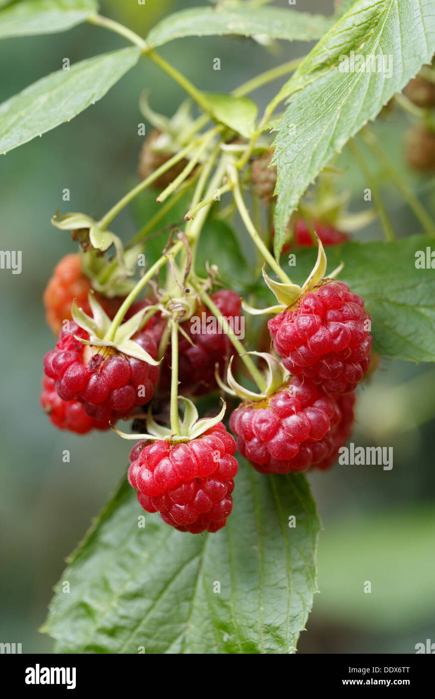 Close up ripe raspberries branch hi-res stock photography and images ...