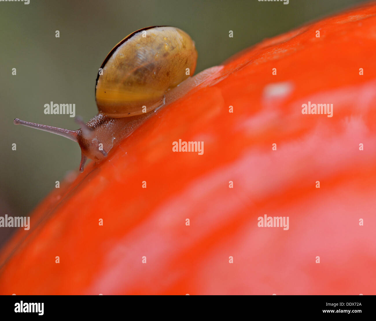 A snail sits on a rain-wet pumpkin in Potsdam, Germany, 03 September ...