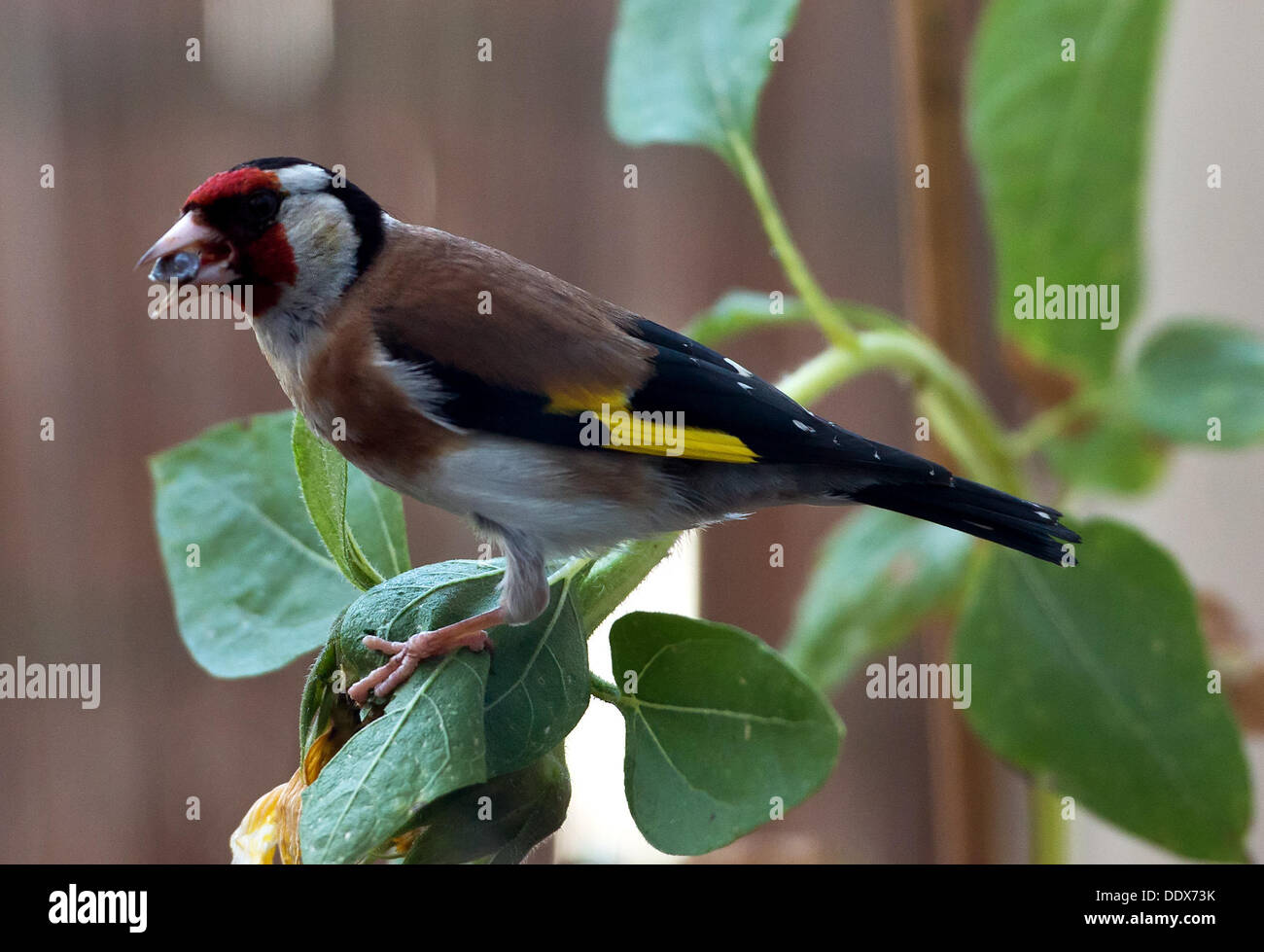 A European Goldfinch is pictured in Berlin, Germany, 01 August 2013 ...