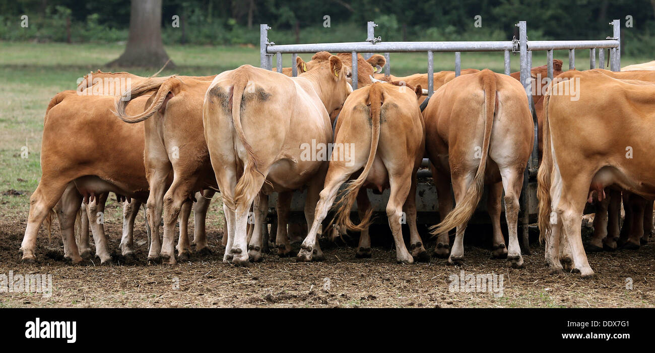 French Cattle Breed Stock Photos & French Cattle Breed Stock Images - Alamy