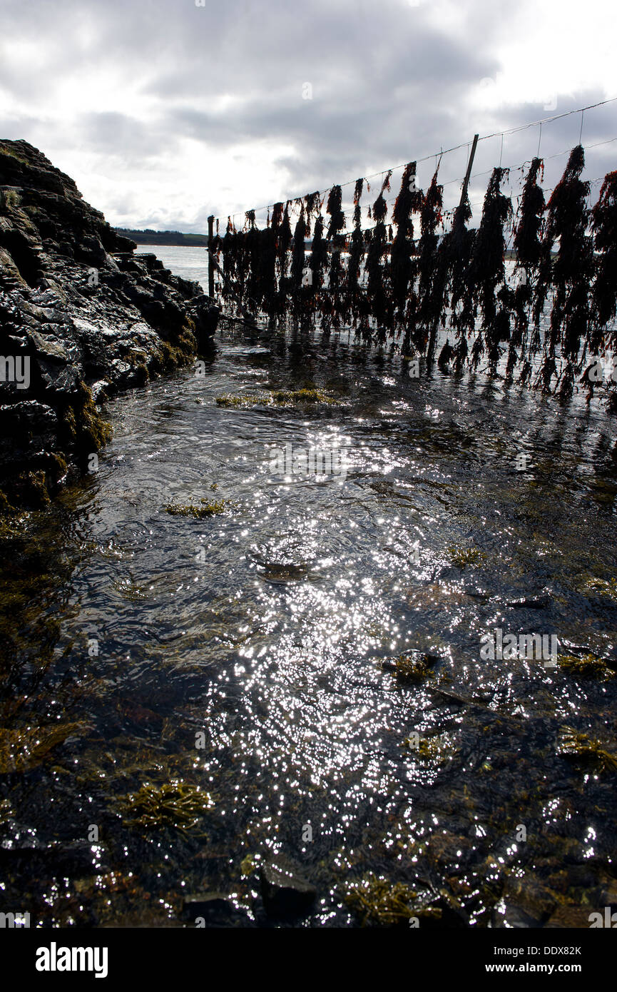 Seaweed Drying on a Fence Stock Photo - Alamy