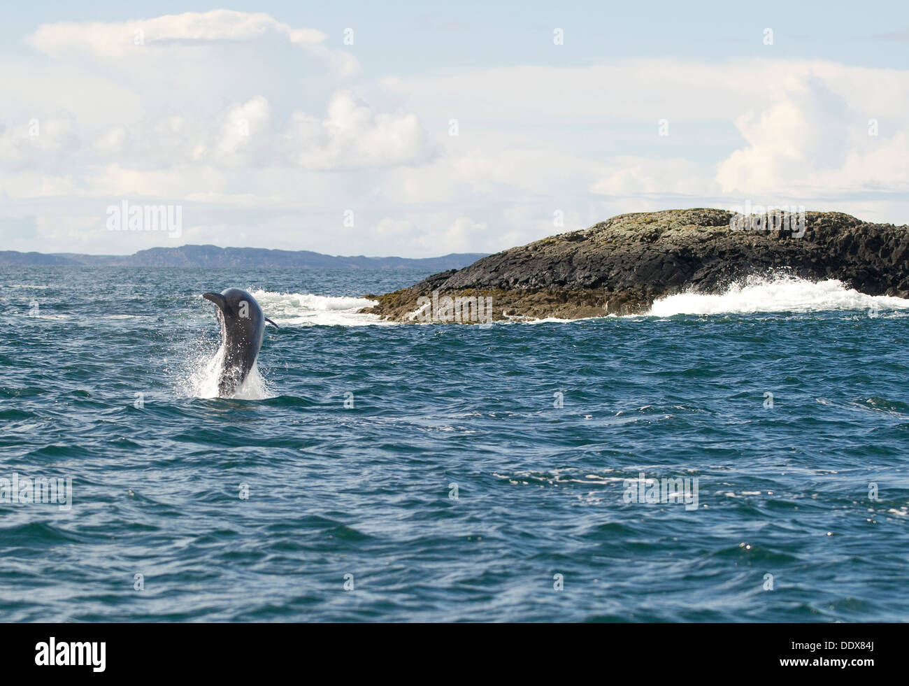 Dolphins off the Isle of Mull Stock Photo - Alamy