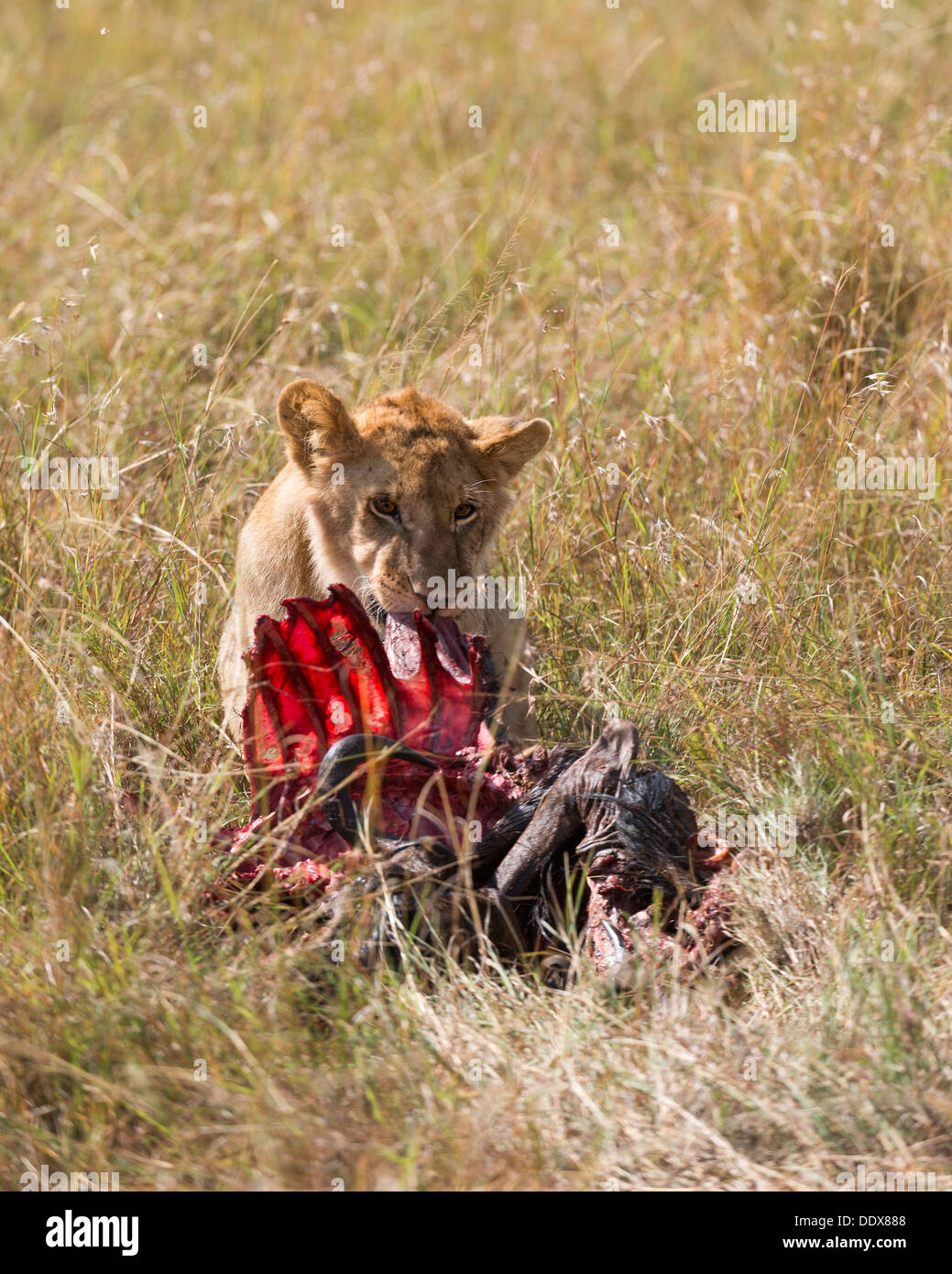 Predator to protect safari hi-res stock photography and images - Alamy