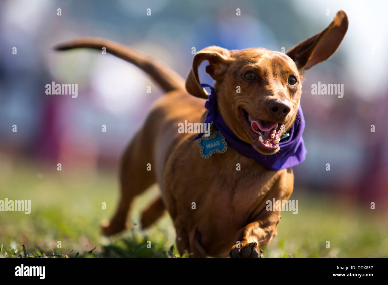 Dachshund race hi-res stock photography and images - Alamy