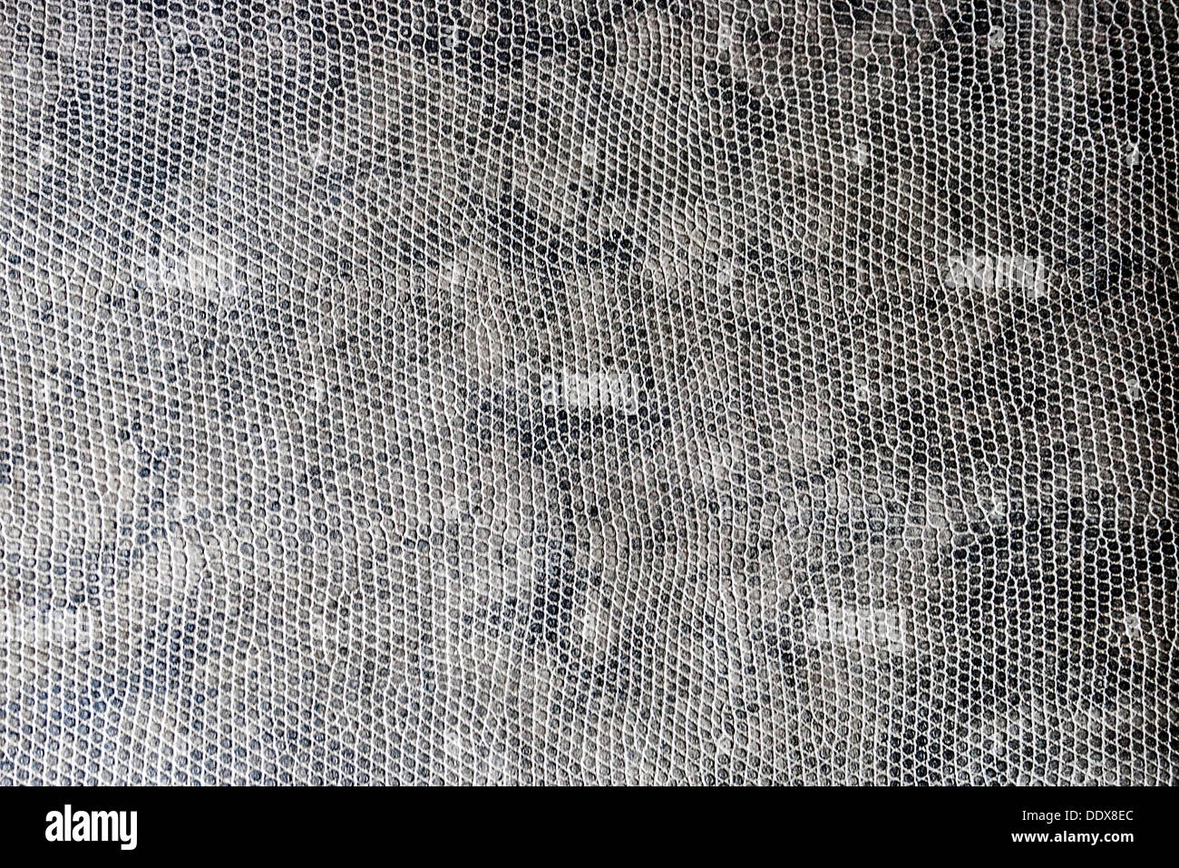 Snake texture hi-res stock photography and images - Alamy