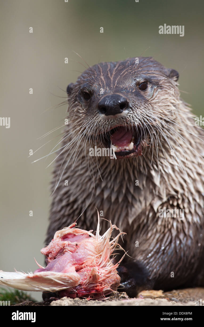 American River Otter Lontra (Lutra) canadensis. Close-up of head whilst ...