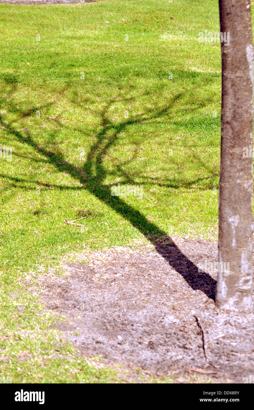 Tree shadow in a park Stock Photo - Alamy