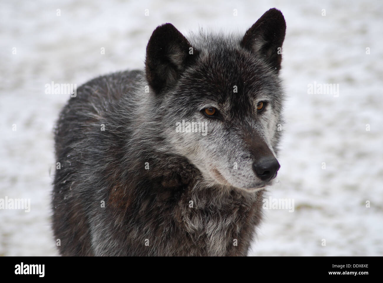 Photography of the head of wolf hi-res stock photography and images - Alamy