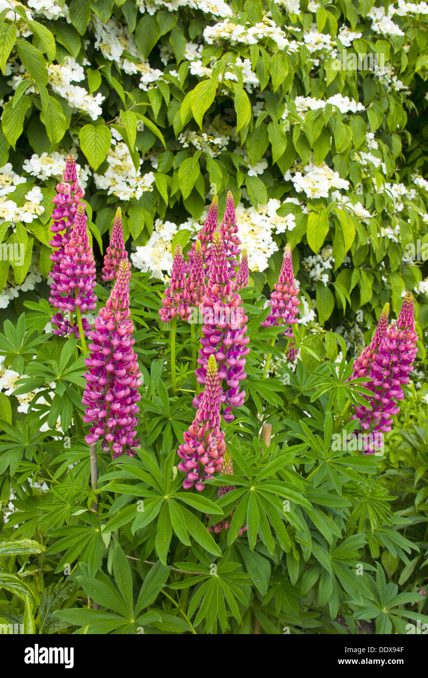 Tall pink lupin flowers in a garden Stock Photo - Alamy